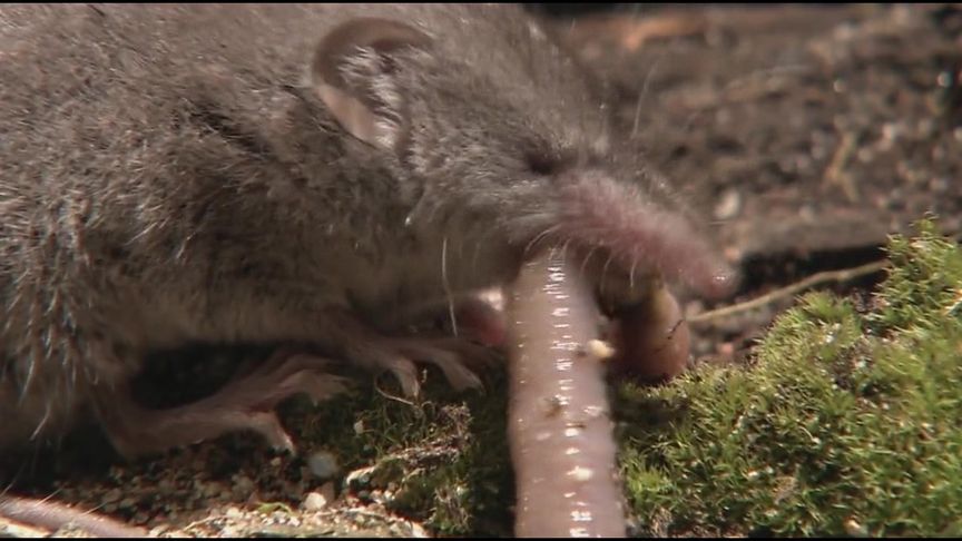 生活在热带丛林中的动物,更容易找到食物