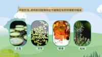 【生物大师 初中】植物的叶与蒸腾作用——茶