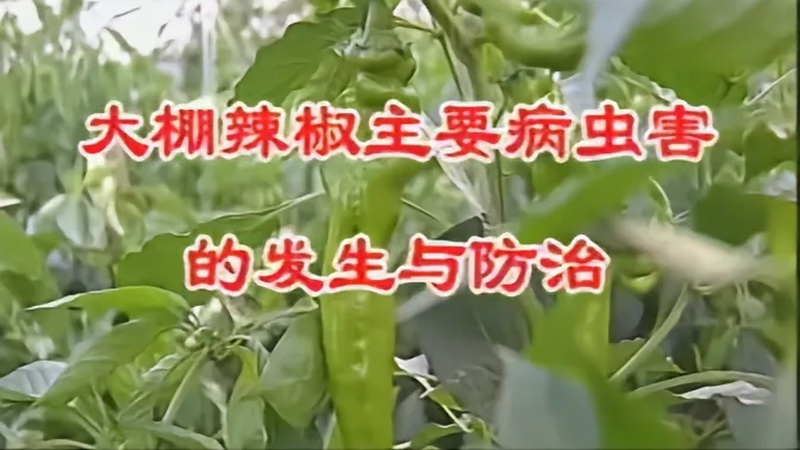 辣椒的种植视频 辣椒种植和管理
