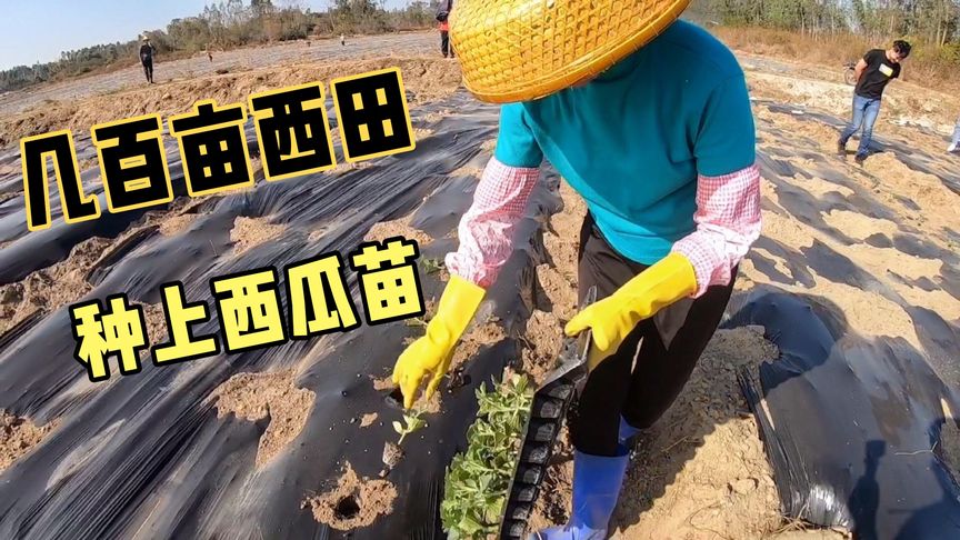 市场最受欢迎的西瓜品种是甜王,两百亩地能种出一百多万斤的西瓜