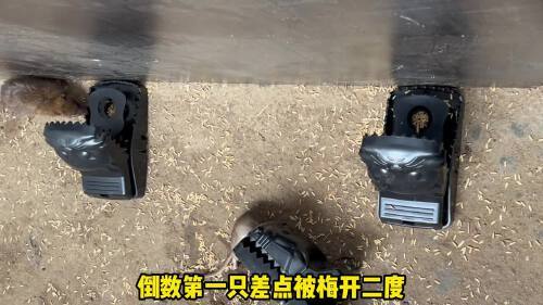 倒数第一只差点被梅开二度!