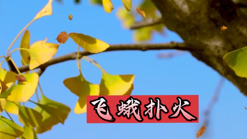 是否冥冥之中注定你我没有结果,为何还要飞蛾扑火