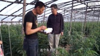 番茄溃疡病用药效果展示(吉林松原市扶余县)