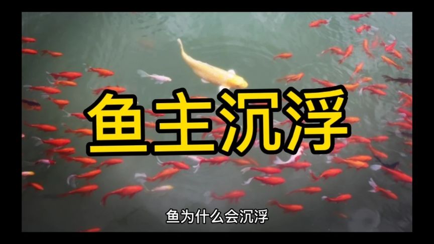 鱼为什么会沉浮