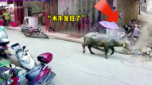 水牛在闹市区横冲直撞,路人纷纷择路而逃