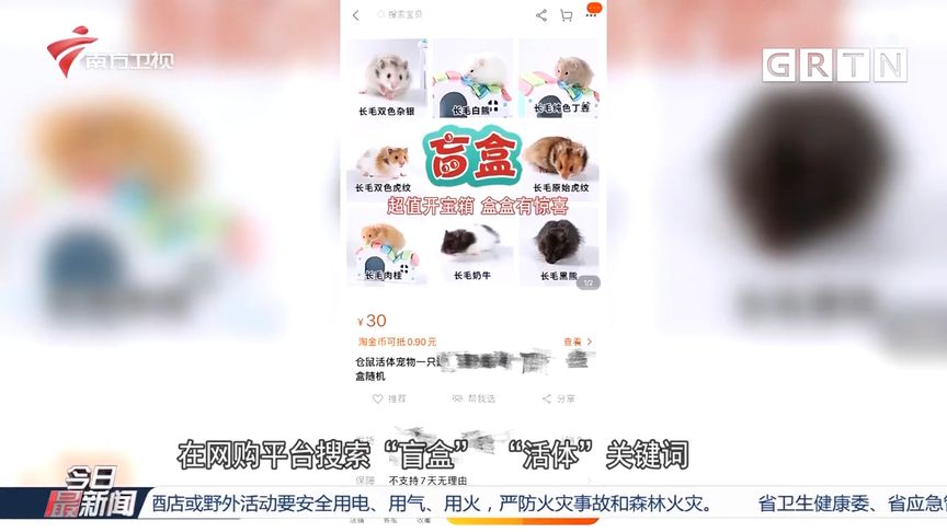 宠物活体盲盒兴起,活体能否用快递运输?记者走访调查|今日最新闻