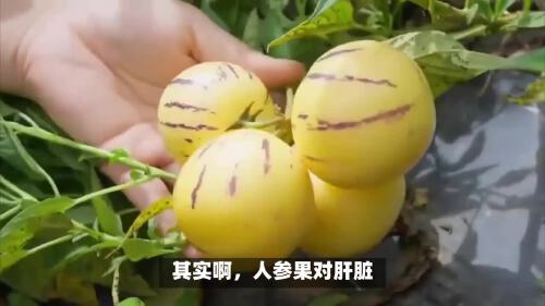 人参果是肝脏"修复剂"还是"隐形杀手"?肝不好的人一定要知道!