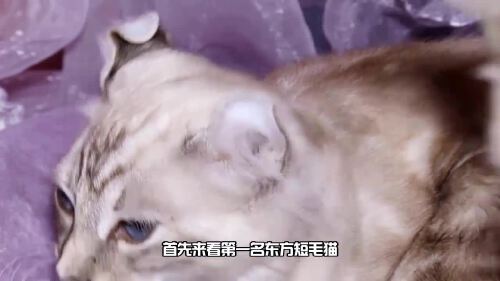 十大最受欢迎猫咪排行榜,第一名你绝对想不到!