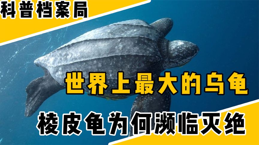 世界上最大的乌龟,活了数百万年的棱皮龟,为何现在濒临灭绝?