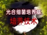 光合细菌培养技术视频