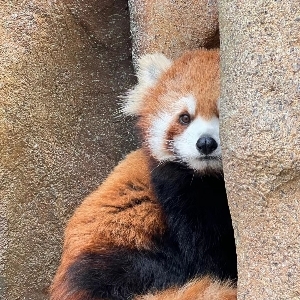 糍教授 