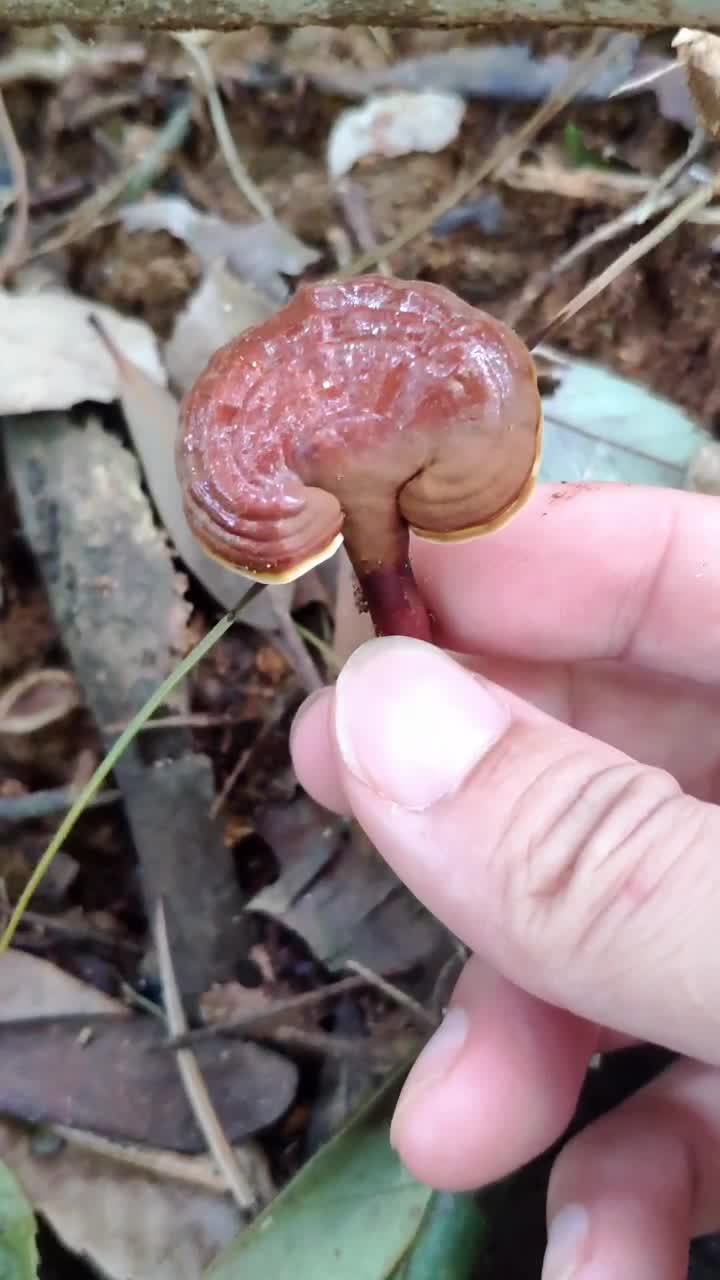 一朵非常漂亮的野生灵芝灵芝药材