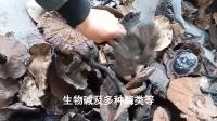 灵芝的功效与作用,紫灵芝的作用和功效与作用,野生灵芝食用方法