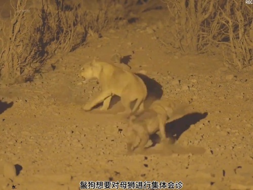 雄狮愤怒值爆表