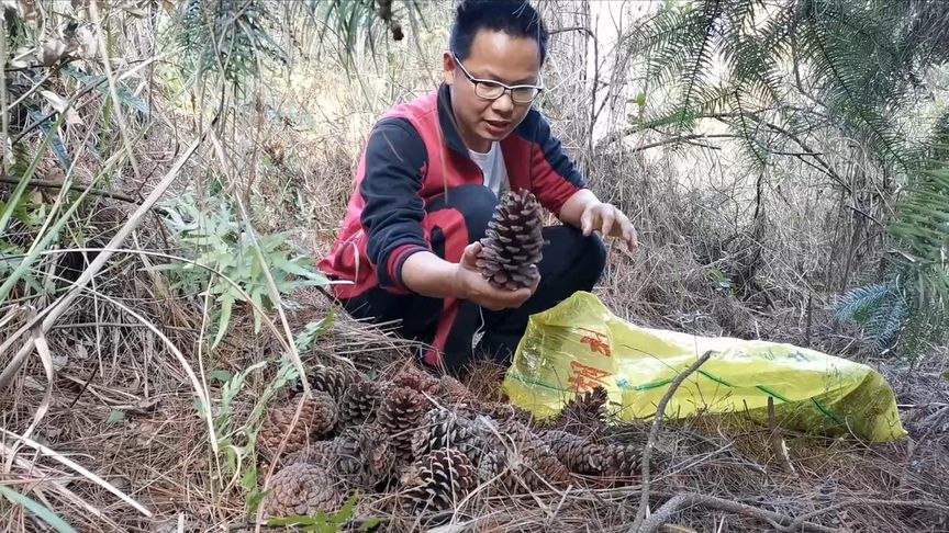 农村随处可见的松果火了起来,村里人都争着去捡 ,一天能赚600块