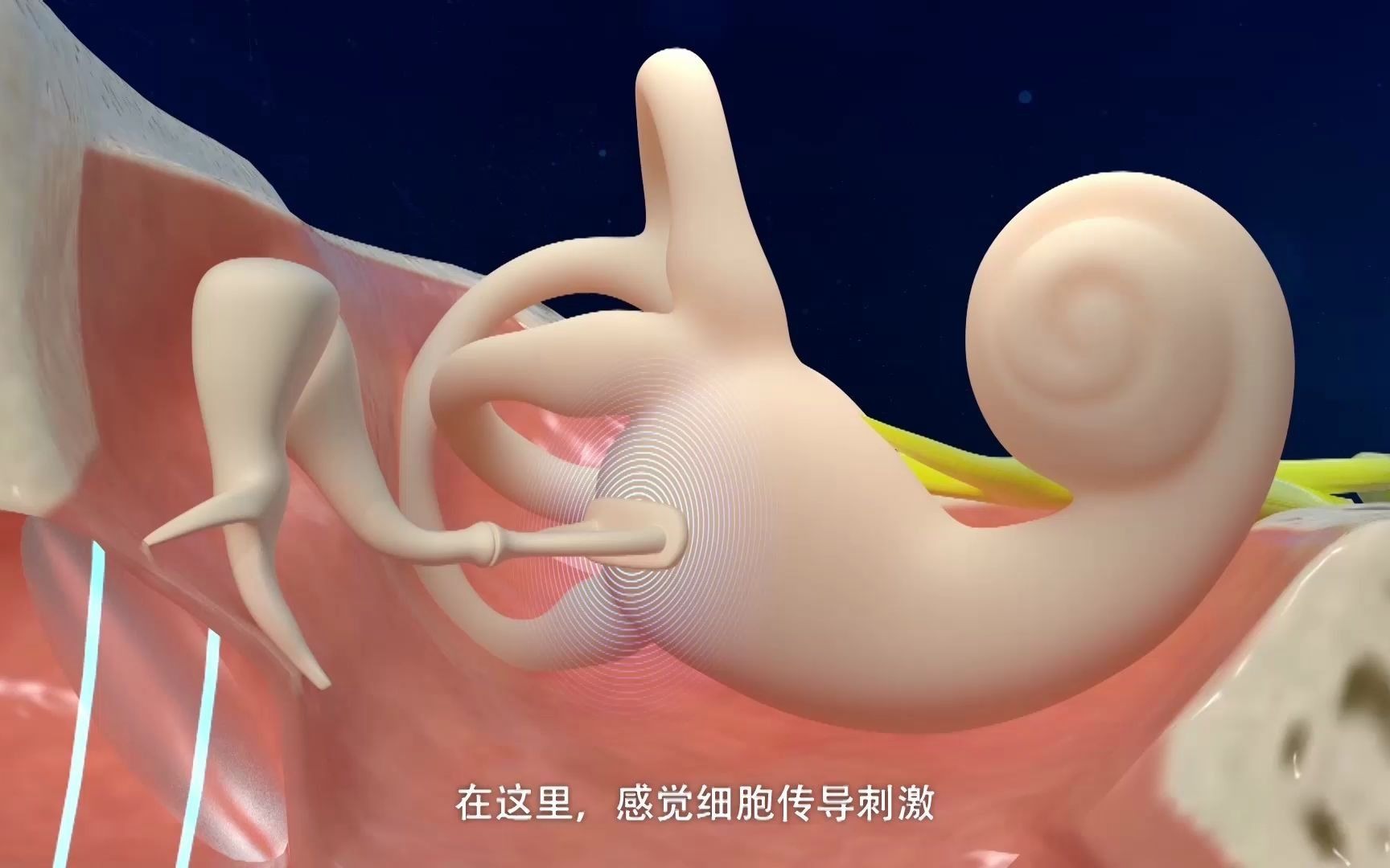 医维度3D人体解剖九大系统之感觉器官