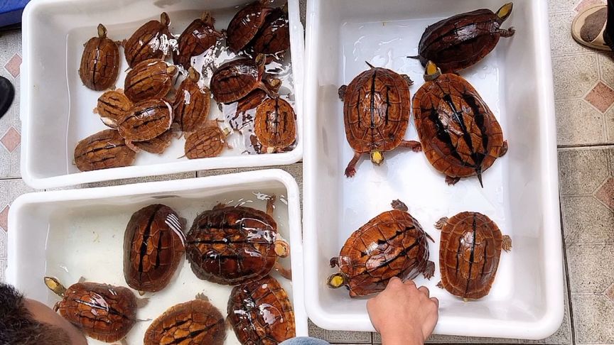 做个负责任的养龟人,定期检查龟龟,定期整理消毒龟池