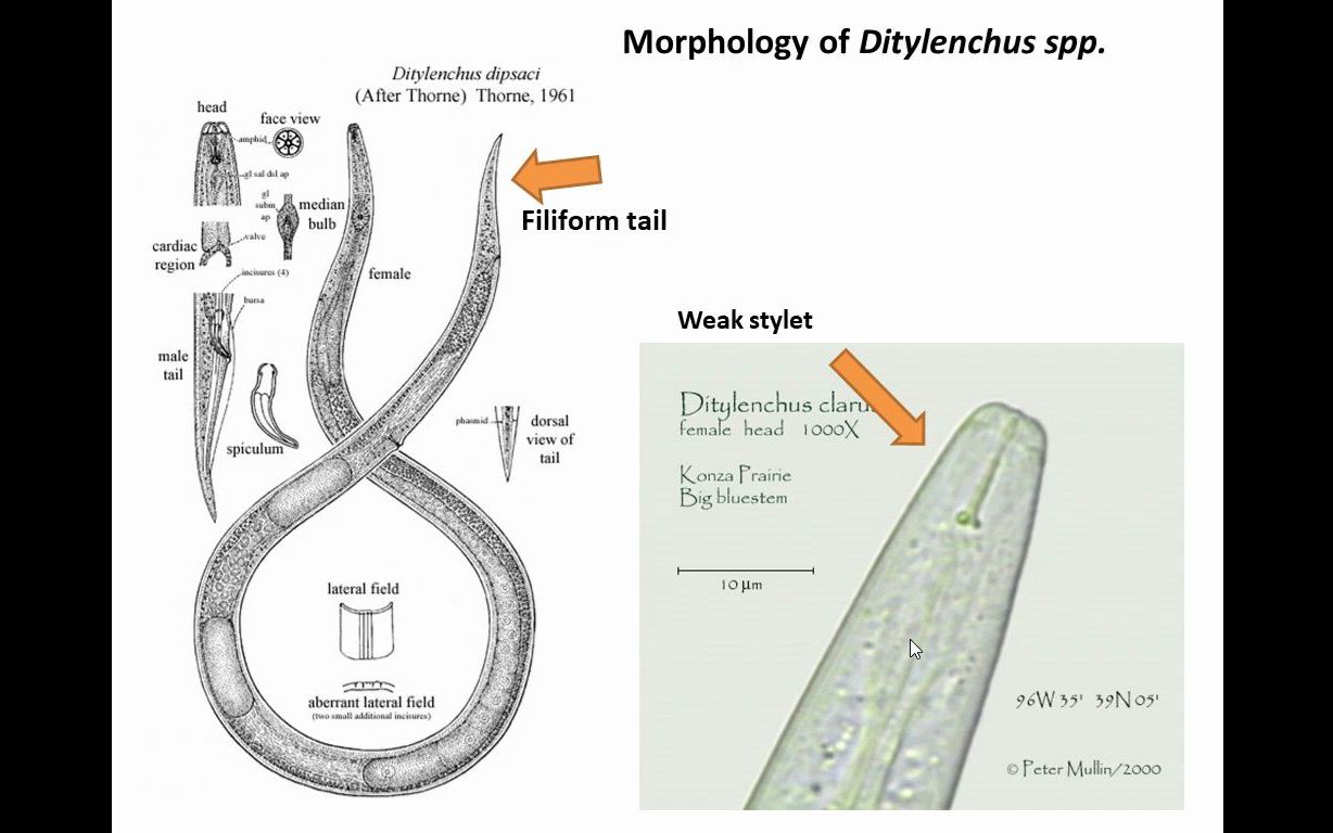 植物寄生线虫的分类(3) 粒科、垫刃科与宫外翻科