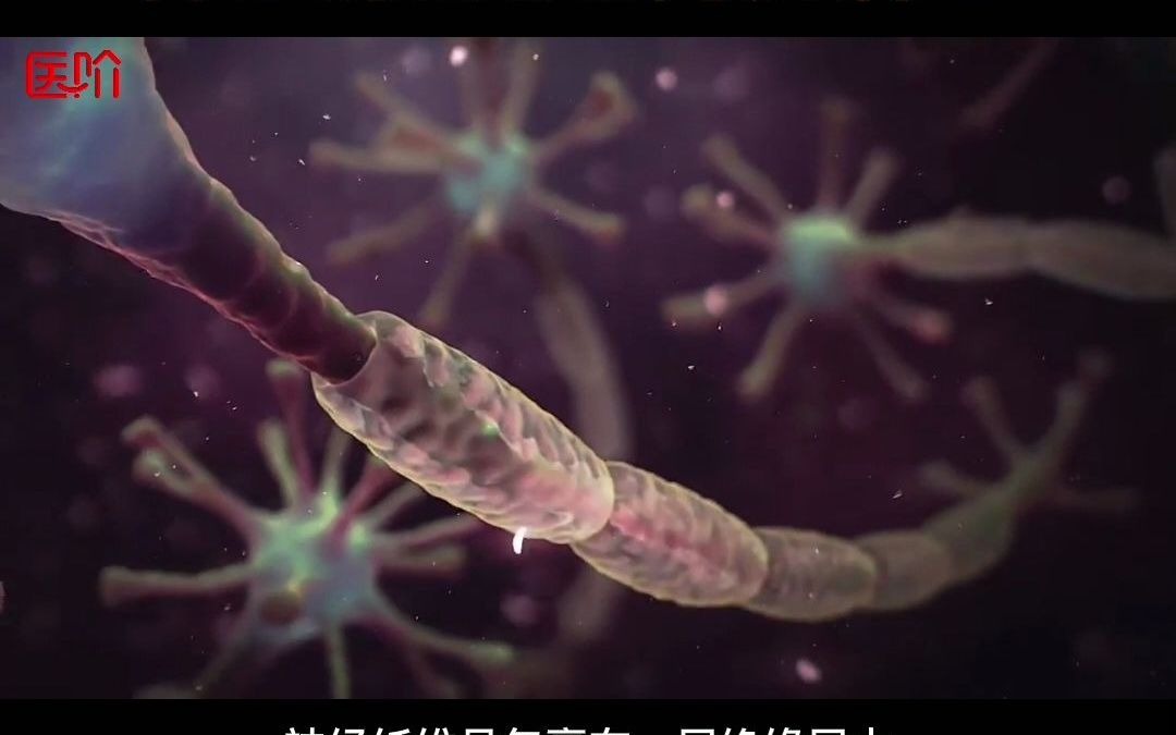 3D医学东湖:神经系统是如何运作的