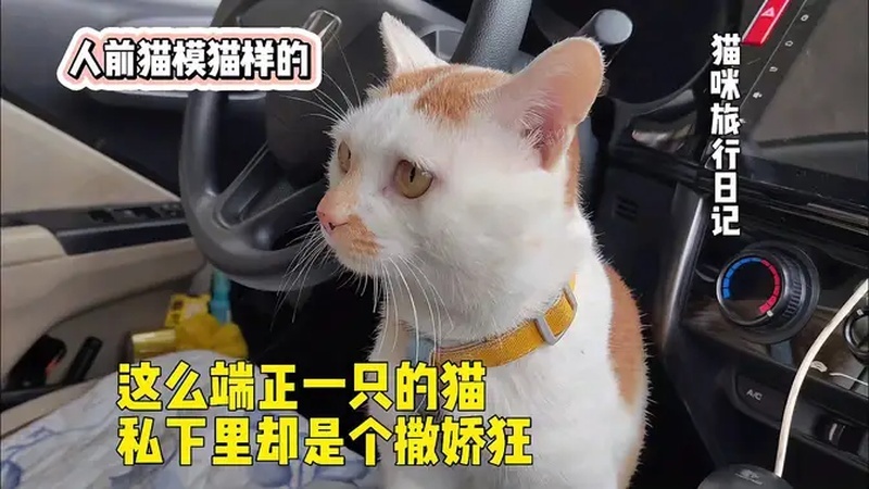 这么会撒娇的小猫咪谁抗得住!呆萌呆萌的也太可爱吧