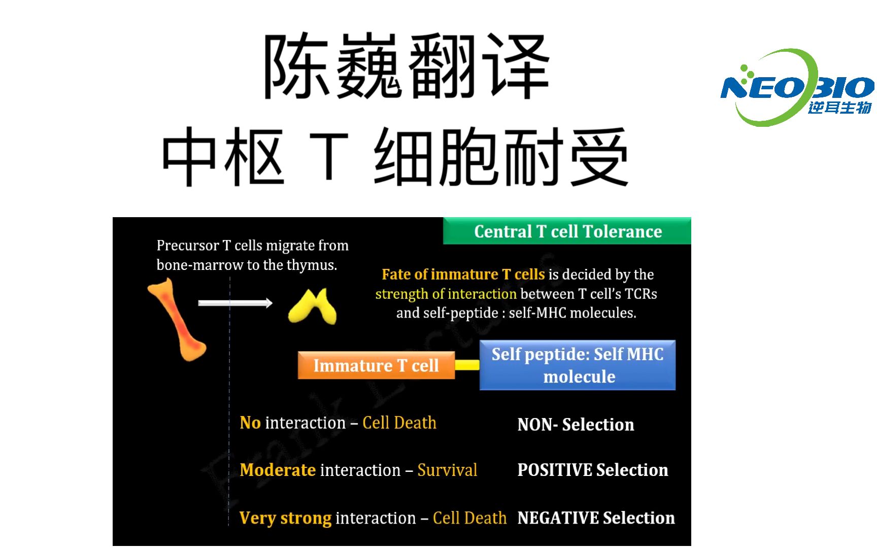【陈巍翻译】中枢 T 细胞耐受