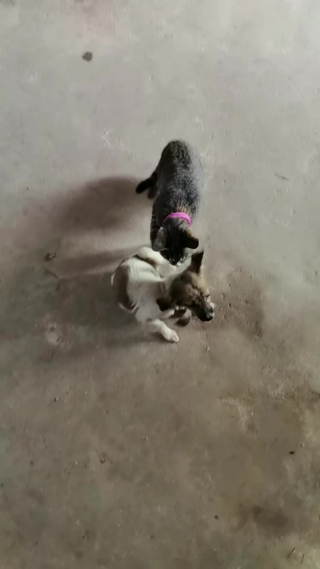 狗怕猫得很,在一起就要打架#猫和狗一起养