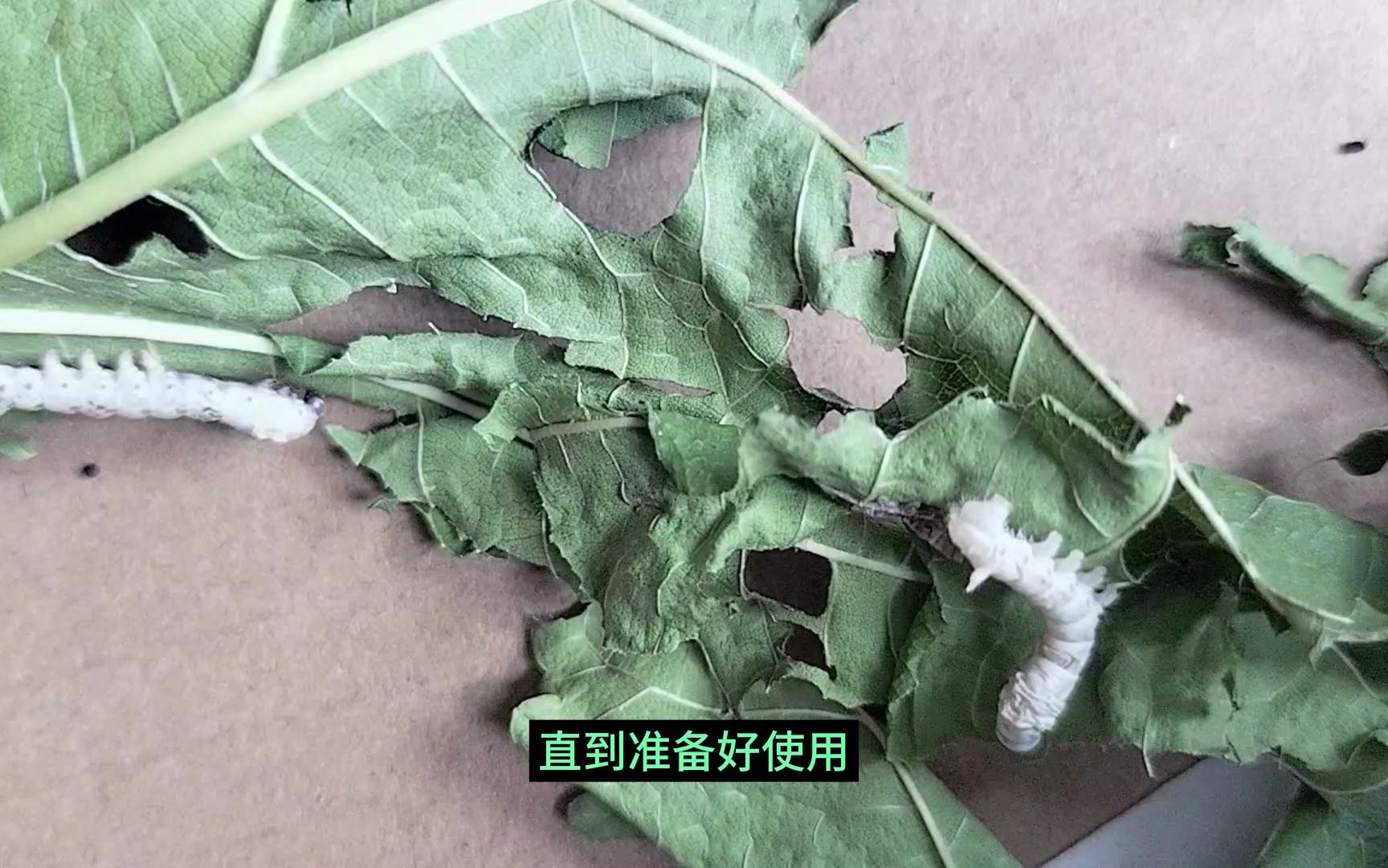 莫非武侠小说的内功的原型-蚕神奇的蜕皮,有一股气在体内乱串,