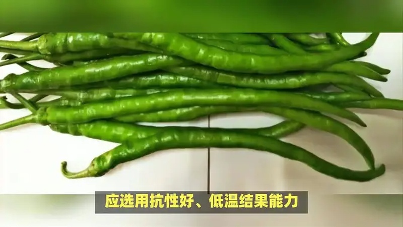 有机辣椒早春时大棚栽培技术,选好品种是关键
