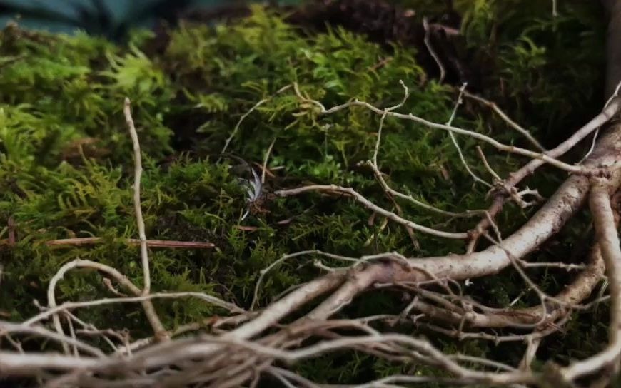 【天仁说本草】百草之王——人参