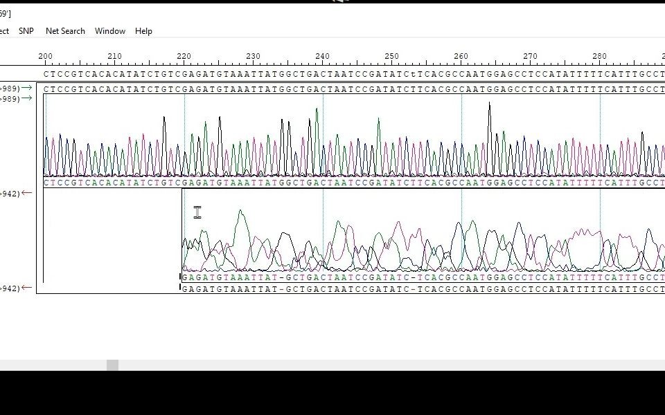 使用DNAstar seqman对Sanger测序ab1文件进行拼接