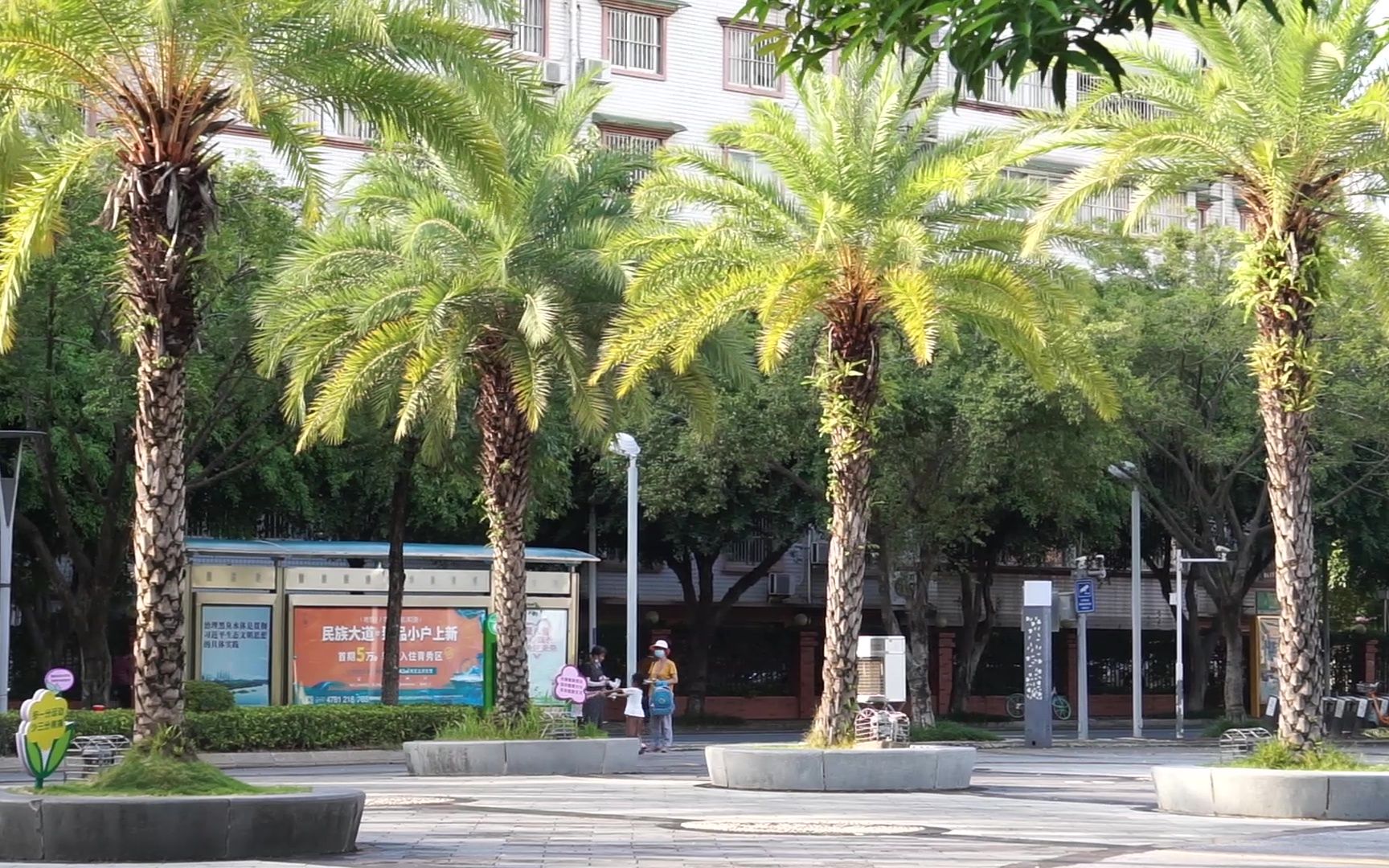 常见园林绿化植物,生长于热带亚热带,果无毒可以吃—刺葵(棕榈科)