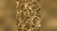 君晓天云手机显微镜400倍光学专业电子数码高清迷你可携式生物看...