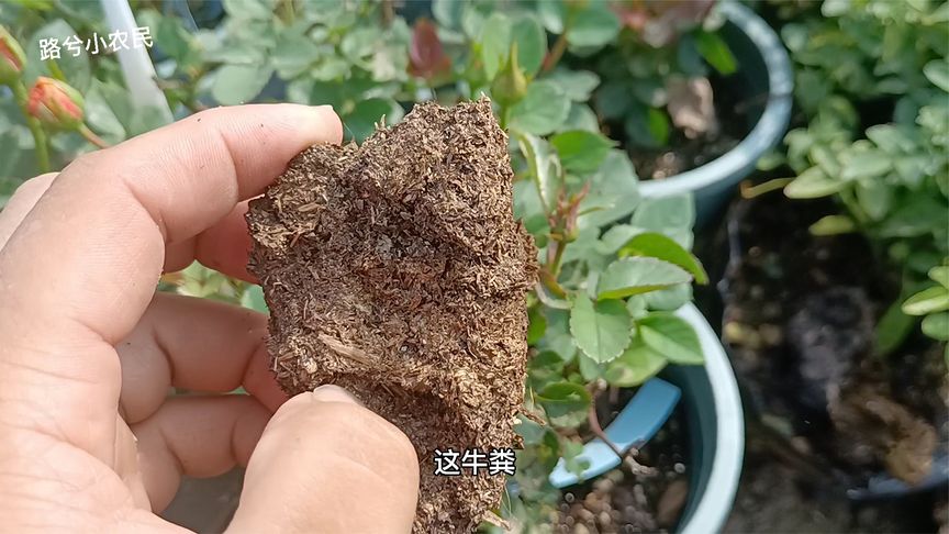 有机肥养花,除了营养均衡肥效持久,还有一个好处