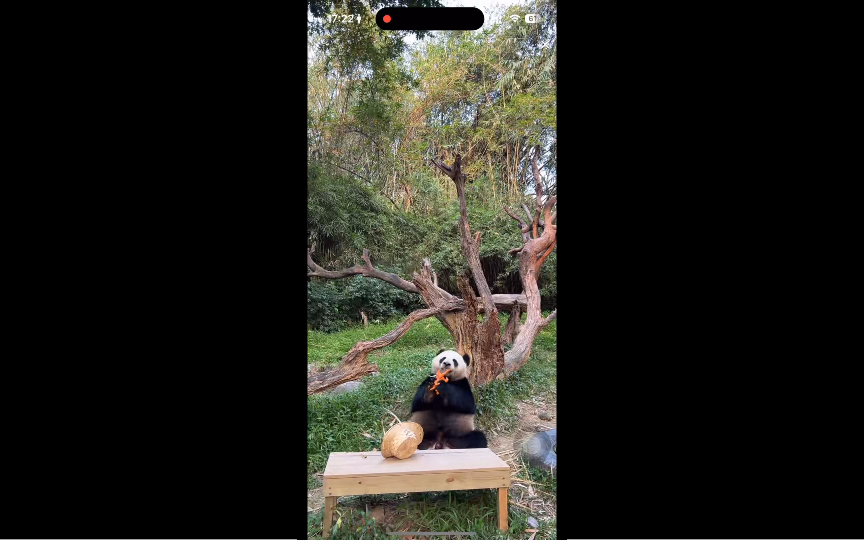 榜一小孩哥婷仔仔吃下午茶啦 仔的肚子圆鼓鼓的 大师被抓来直播啦