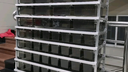 A4和A6组合式爬柜!适合养苗子和亚成体的需求!