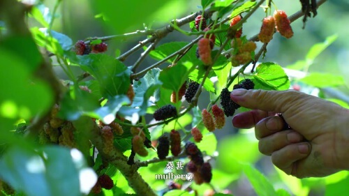 满树桑葚黑红爆汁,果香浓郁,泡桑葚枸杞酒香甜醇厚