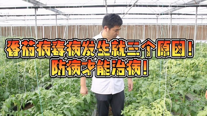 病毒病发生就三个原因,防病才能治病!注意这几点从此告别病毒病