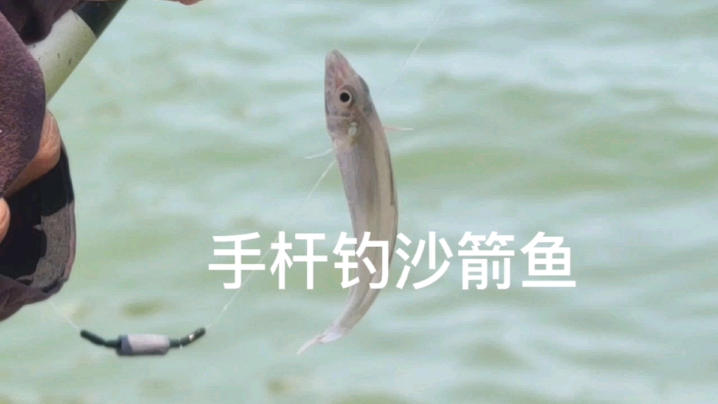 钓鱼人!近岸手杆挑沙箭鱼,眼疾手快