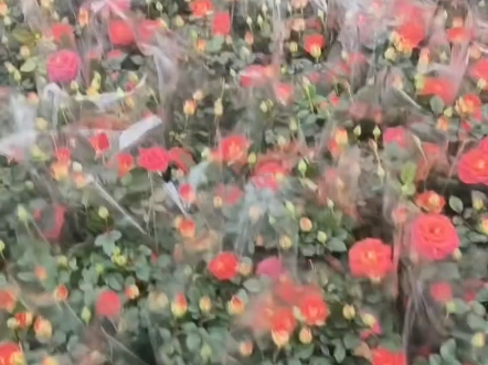 月季/玫瑰#园林绿化苗木草业基地