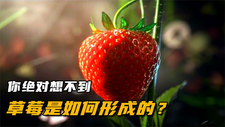 你知道草莓是怎么来的?看完草莓形成的过程,将会颠覆你的认知