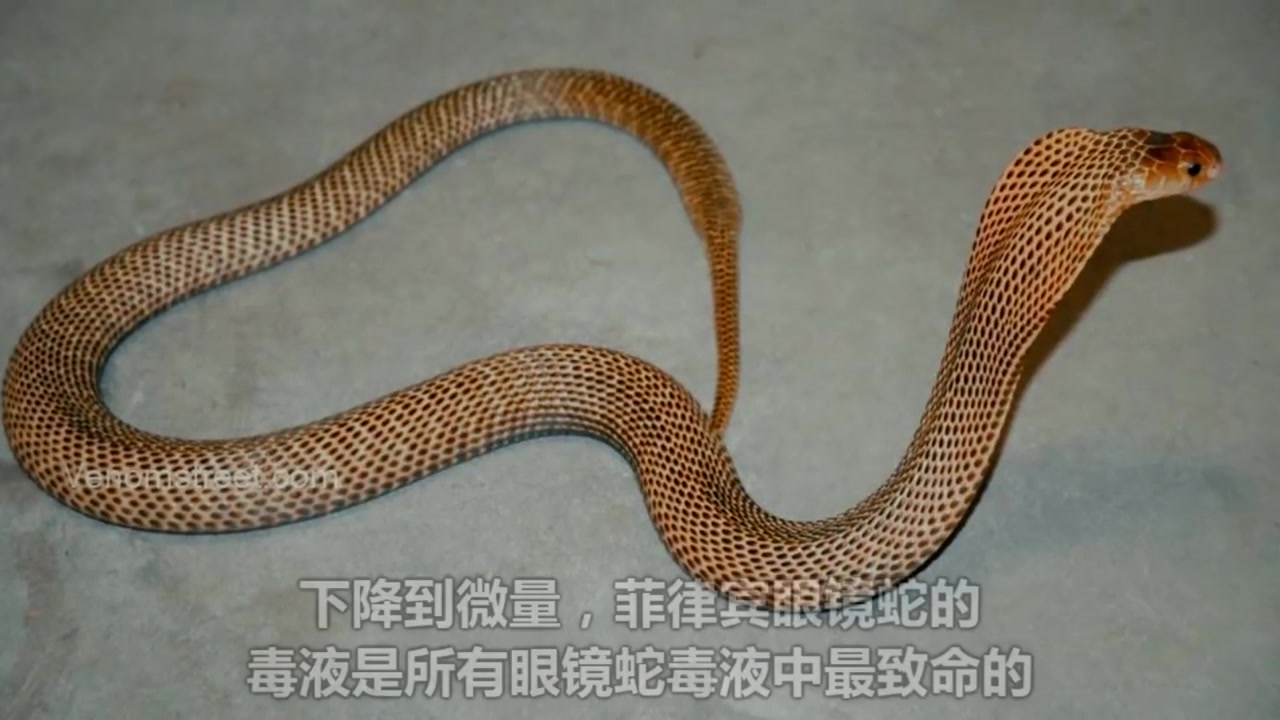 【中字】世界上十大最毒的毒蛇