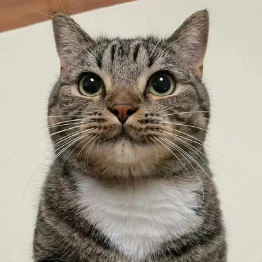 拉普拉斯不得变换 