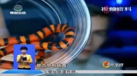女孩网购剧毒银环蛇,却意外被银环蛇咬中,治疗最终宣告脑死亡
