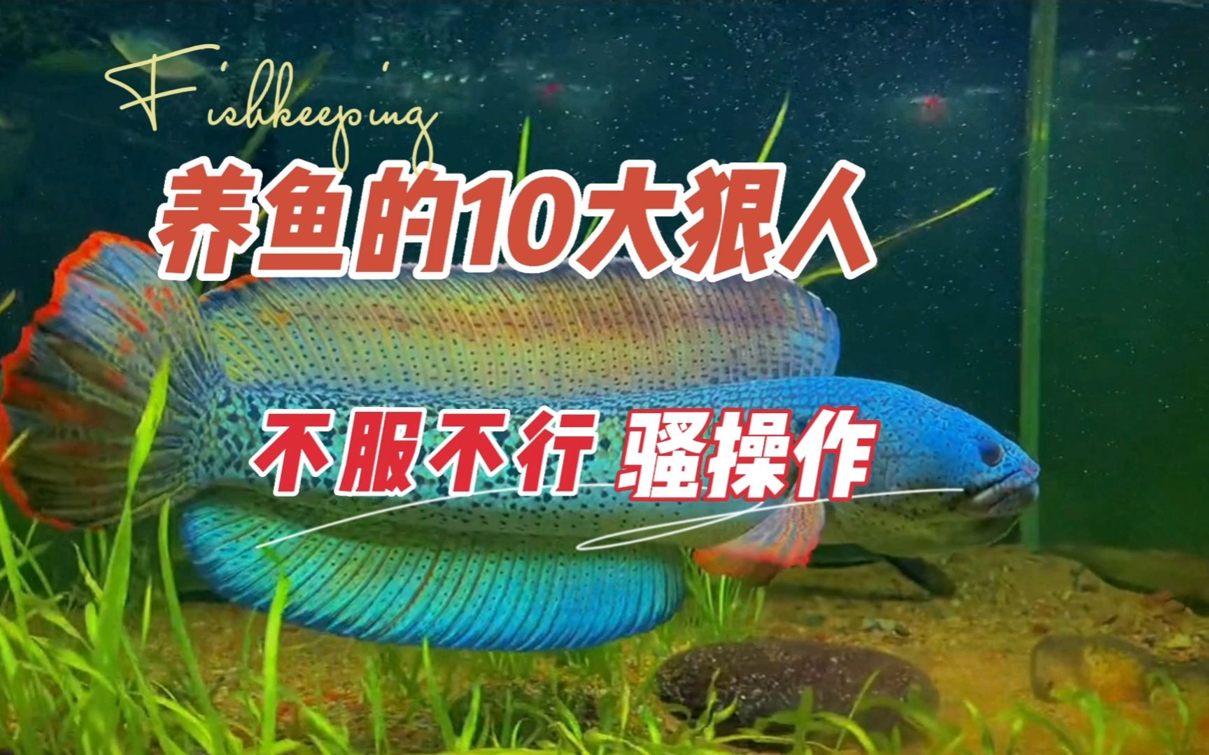 养鱼的10大狠人,你不服不行的骚操作