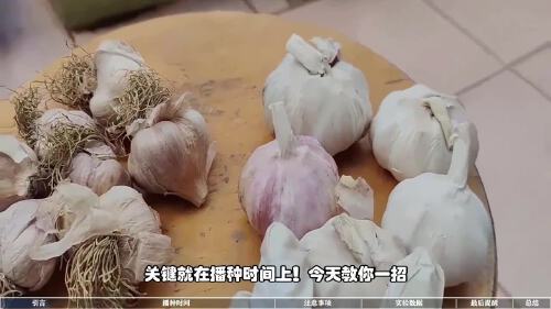 蒜苗最佳种植时机!错过这几天又要等一年