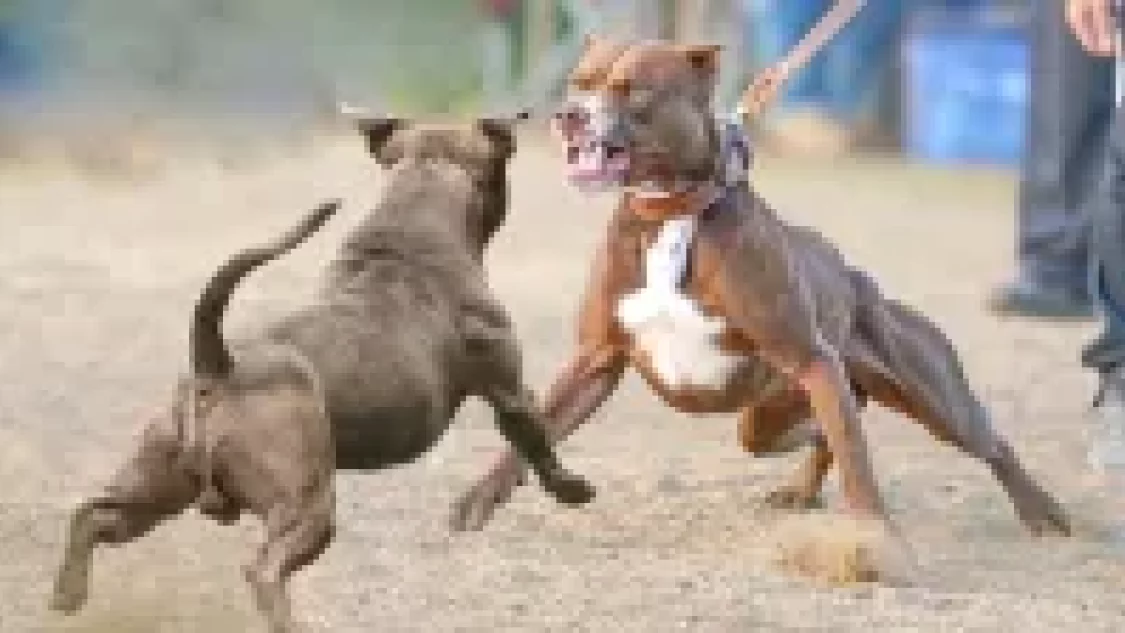 美国恶霸犬VS比特犬,谁更厉害?没想到是这个结果!