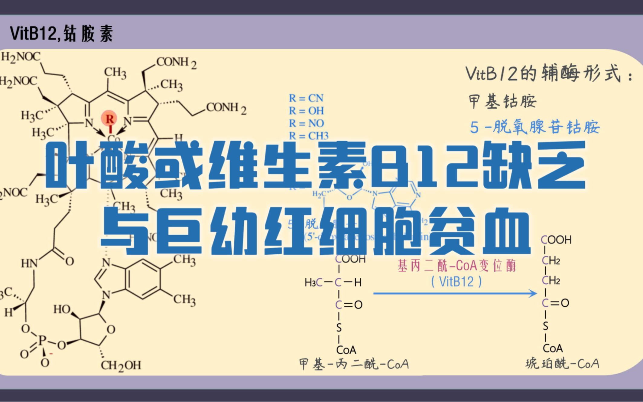 ...维生素B12缺乏与巨幼红细胞贫血症以及高同型半胱氨酸血症的联系。