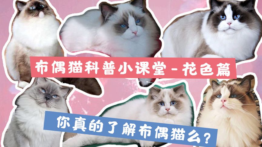 你真的了解布偶猫么?布偶猫花色大科普,布偶猫竟然有60种花色!