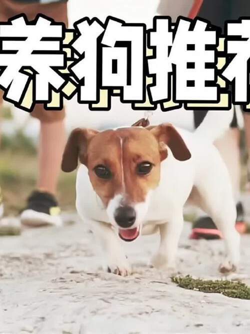 几种最适合家庭养的狗