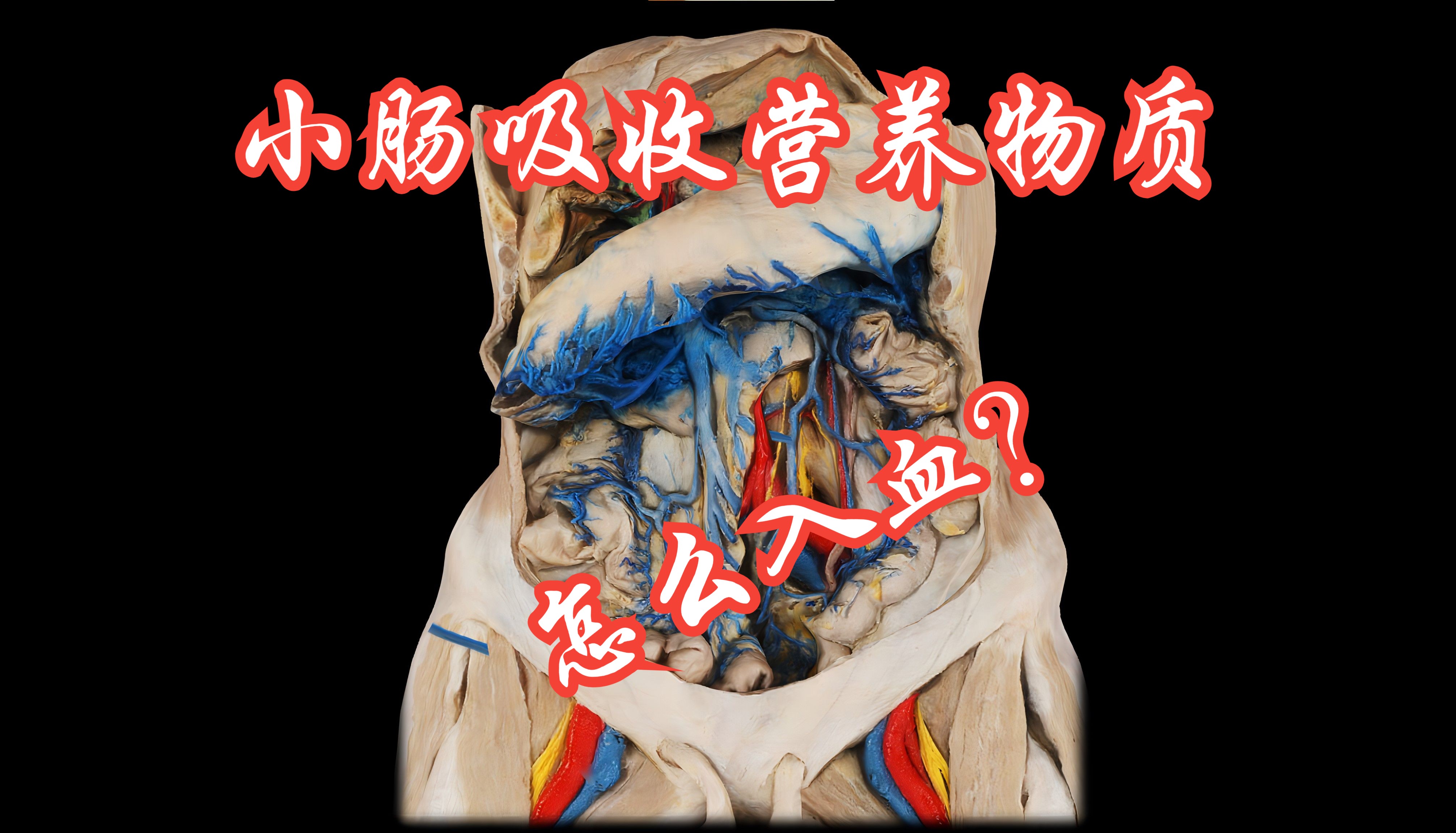 小肠吸收营养物质,怎么入血?
